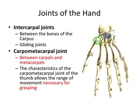 Intercarpal Joint