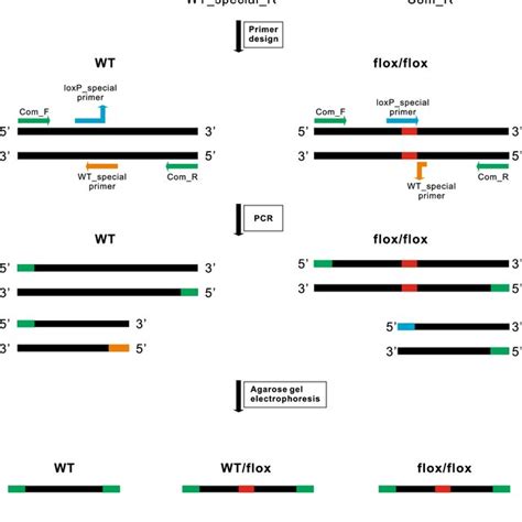 Schematic Representation Of One Step Genotyping Of The Tetra Primer Pcr Download Scientific
