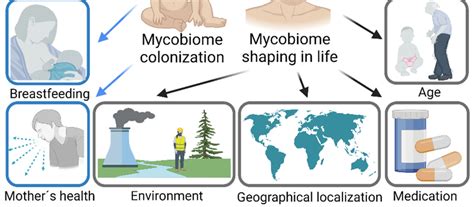 The Main Factors Influencing The Colonization And Shaping The Download Scientific Diagram