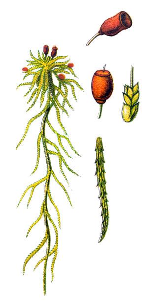 Sphagnum Isolated Illustrations Royalty Free Vector Graphics And Clip
