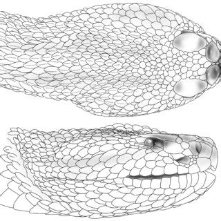 Dorsal And Lateral View Of The Head Of The Holotype Of Crotalus