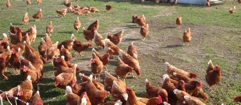 Mejor Criadero De Pollos En Nueva Jersey Pol Y Edro