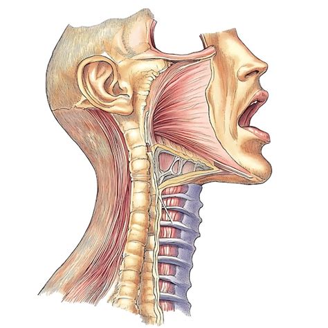 Ilustração Detalhada Dos Músculos E Da Anatomia Do Pescoço Humano