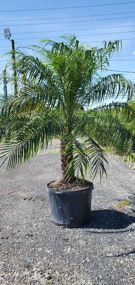 Robellini Palm Tree Dwarf Date Palm Palms Direct Palms Direct