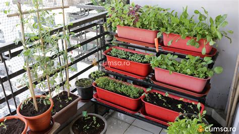 Cum Sa Cultivi Legume Pe Balcon Care Sunt Cele Mai Bune Soiuri Cumsa Ro