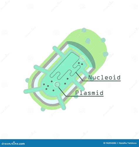 Plasmid Cartoons Illustrations And Vector Stock Images 251 Pictures To