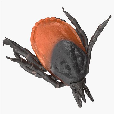 Tick Bite Pose 3d Model 59 3ds Blend C4d Fbx Max Ma Lxo Obj