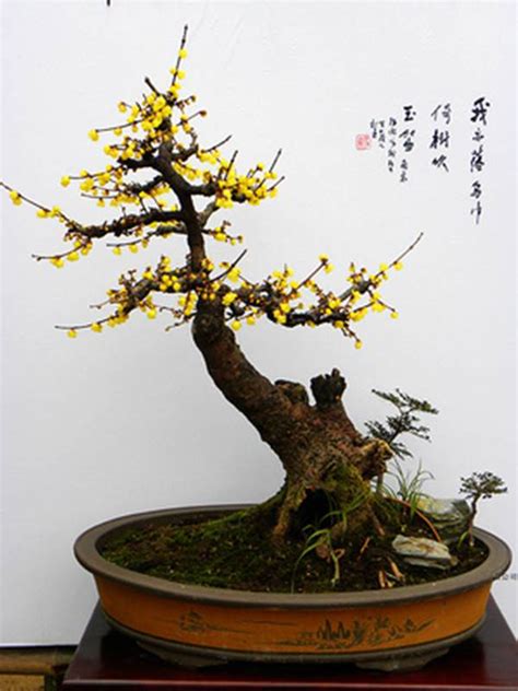 腊梅盆景图片 花百科