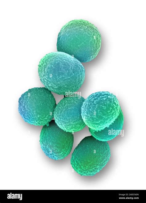 Staphylococcus Aureus Bacteria Coloured Scanning Electron Micrograph
