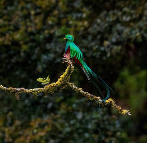 Quetzal Mayan Symbol