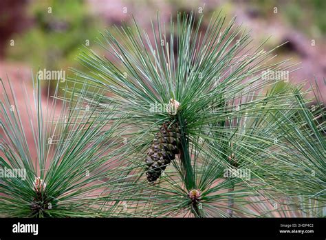 Pine Needles Canary Island Pine Pine Needle Canary Island Pines