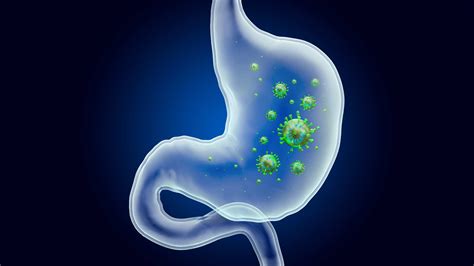 De qué se alimenta la Bacteria Helicobacter Pylori