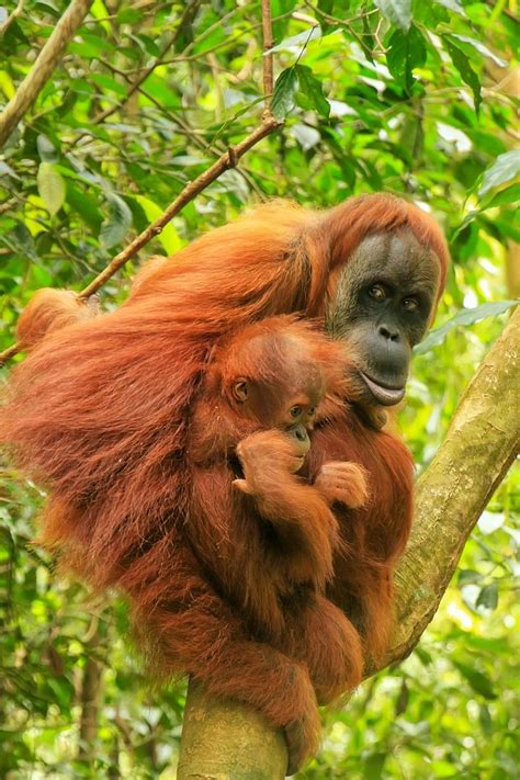 Sumatran Orangutan Pongo Abelii New England Primate Conservancy