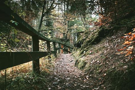 Premium Photo View Of Dangerous Path In The Forest