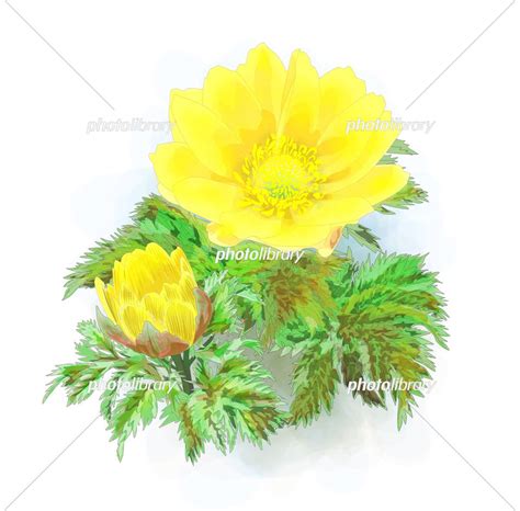 福寿草 イラスト素材 5903589 フォトライブラリー photolibrary