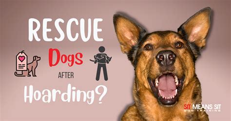 Everything To Know After Rescuing A Dog From A Hoarding Case
