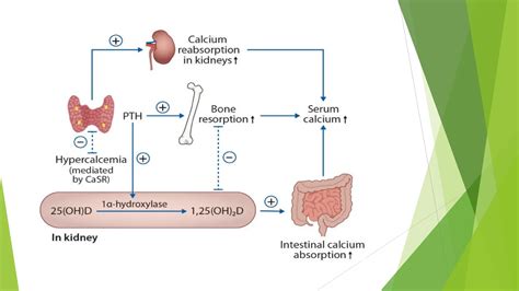 Hypocalcemia And Hypercalcemia Presentationpdf