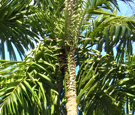 Acai Palm All You Need To Know Ecocation