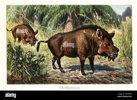 Paraentelodon