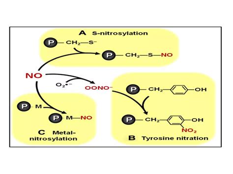 Post Translational Modifications Of Protein Pptx