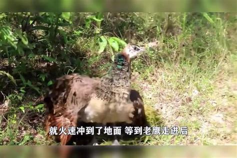 老鹰捕野兔，兔子使绝招“老兔蹬鹰”，镜头记录全过程
