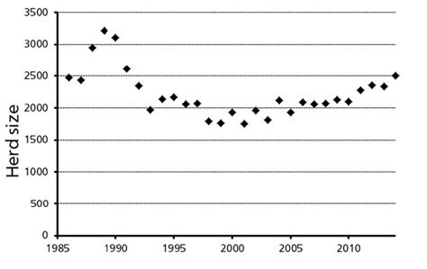 Population Dynamics Of The Denali Caribou Herd Us National Park Service