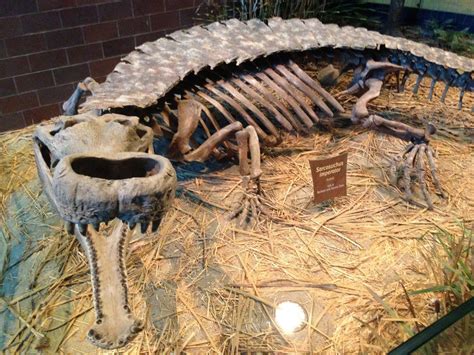 Sarcosuchus Facts Size Habitat Diet Fossils Pictures