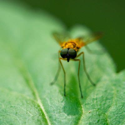 キアシキンシギアブ 虫の写真と生態なら昆虫写真図鑑ムシミル
