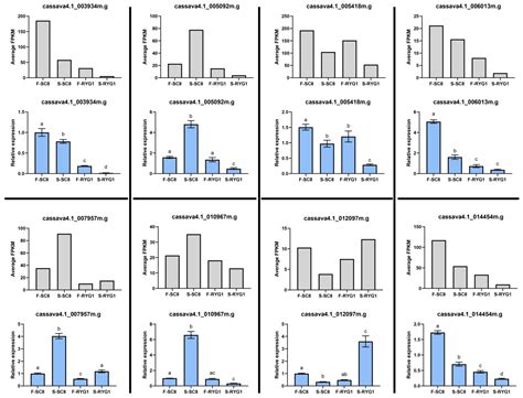 Ijms Free Full Text Comparative Transcriptome Profiling Of Cassava
