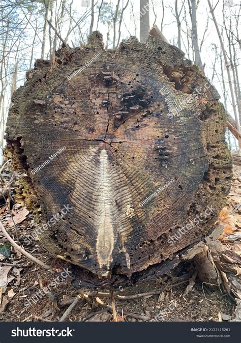 Cross Section Trunk Tree Stock Photo 2122415261 Shutterstock