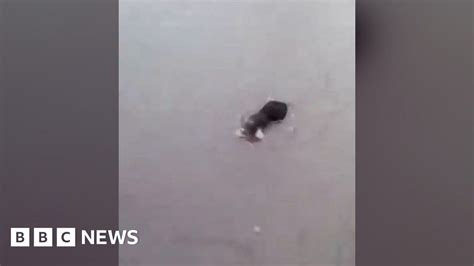 Nottinghamshire Knackered Mole Battles In Flood Water Bbc News