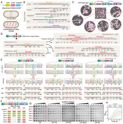 陈坚院士团队刘龙教授课题组在Nucleic Acids Research发表最新研究成果 生物工程学院 江南大学生物工程学院