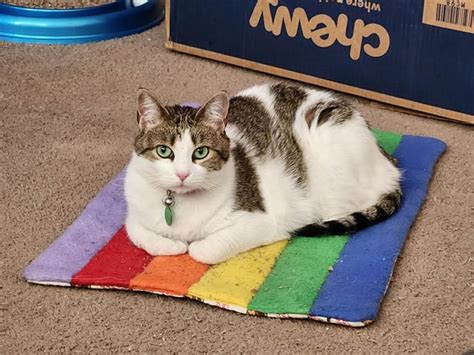 This Cat Already Has A Name Im Curious What Youd Name Her Rnamemycat