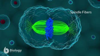 Spindle Fiber Definition And Examples Biology Online Dictionary