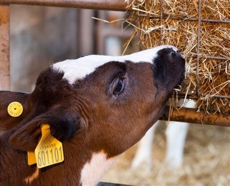 Práticas De Manejo E Alimentação Para Garantir O Desenvolvimento