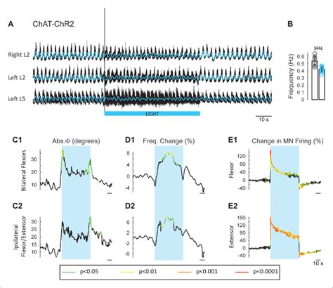 Light Induced Depolarization Of Cholinergic Neurons Alters The