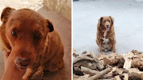Bobi el perro más viejo del mundo cumplió años y rompió el récord Guinness Infobae