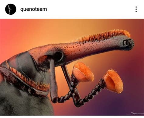 צילום פרוקי רגליים חרקים זוחלים ודו חיים חדקונית דקל אדומה