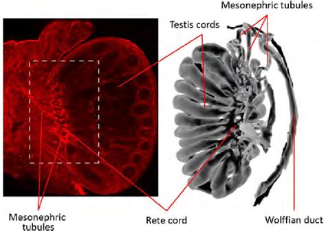 Connections In The E15 5 Mouse Embryo Showing Testis Rete Testis Cord Download Scientific