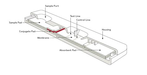 Entire Lateral Flow Assay A Schematic Of An Entire Lateral Flow Download Scientific Diagram