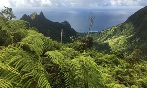 Endemic Trees In Hawaii At Harrison Trethowan Blog