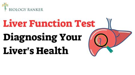 Liver Function Test Diagnosing Your Livers Health