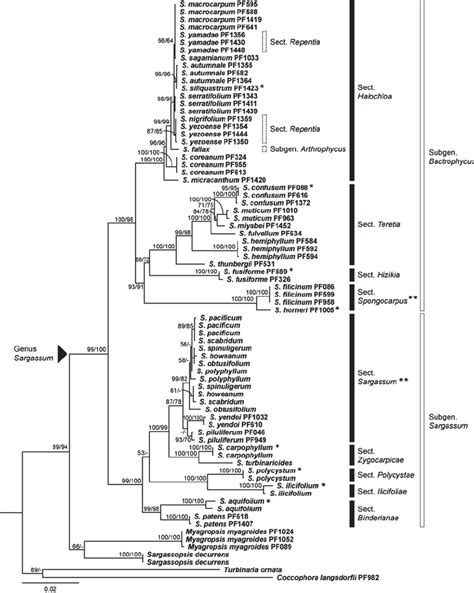 maximum likelihood tree of sargassum inferred from the concatenated