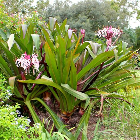 Years That Answer Crinum Lilly