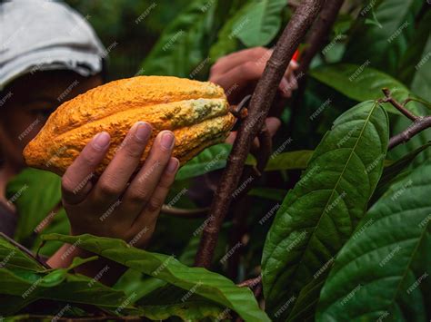 Premium Photo Closeup Hands Of A Cocoa Farmer Use Pruning Shears To
