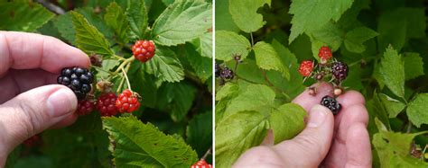 Blackberry Bush Identification