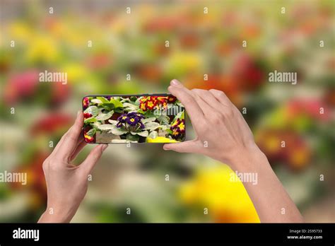 Plant Identifier Application Woman Taking Photo Of Flowers Outdoors