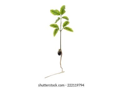 Longan Tree Roots Royalty Free Images Stock Photos Pictures Shutterstock