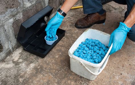 Rats dans les combles 17 solutions pour s en débarrasser