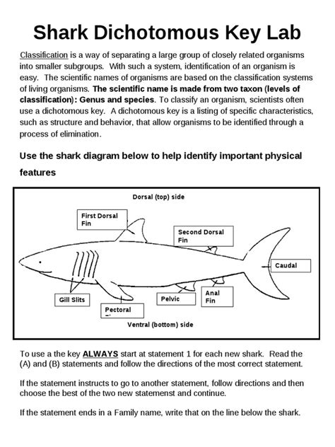 Shark Dichotomous Key Lab Pdf Vertebrates Taxonomy Biology